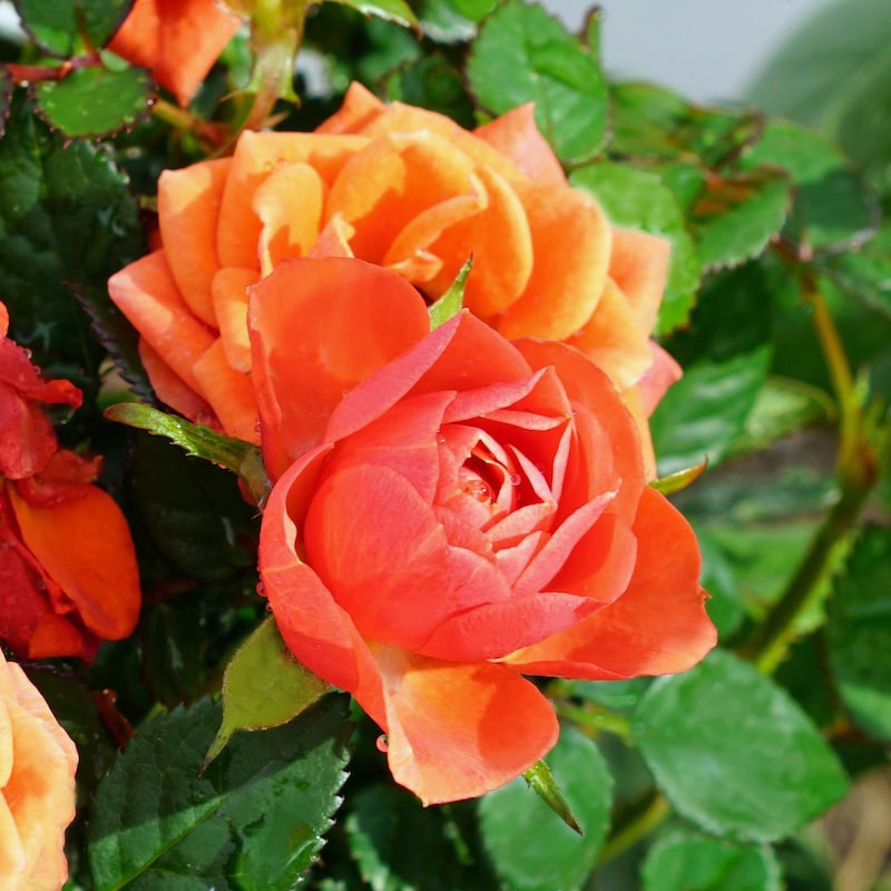 Mini Red Roses Plant - Etsy