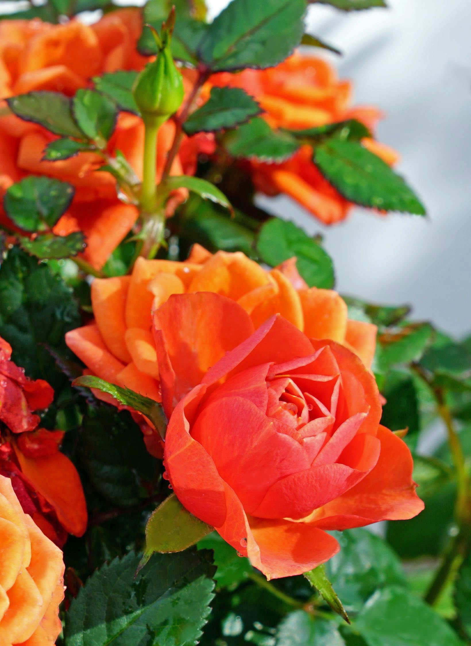 Lovely Orange Mini Rose, Live Plant Potted, Healthy Own Root - Etsy