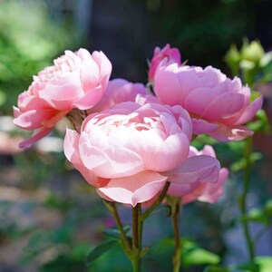 Beautiful Soft Pink Rose, Live Potted Plant With Healthy Own Roots F7 ...