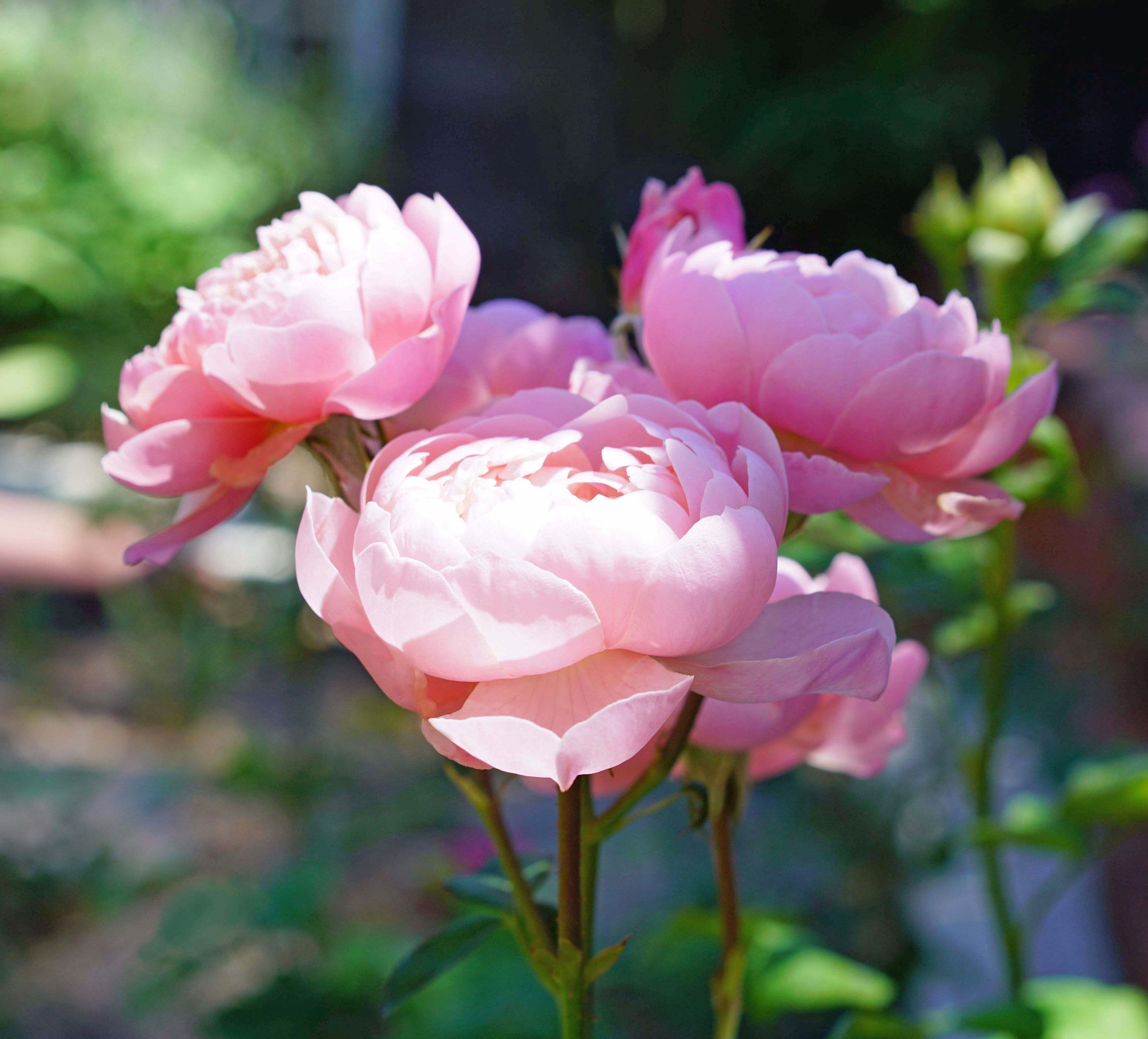 Beautiful Soft Pink Rose, Live Potted Plant With Healthy Own Roots - Etsy