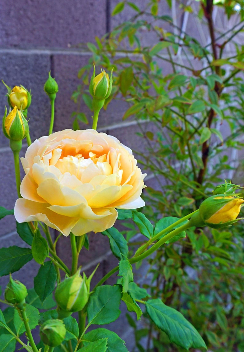 Very Fragrant and Beautiful Golden Color English Rose, Live Potted ...