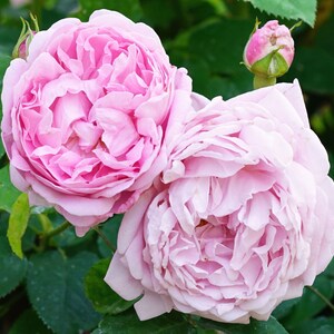 Beautiful Pink Old English Rose, Live Potted Plant With Healthy Own ...