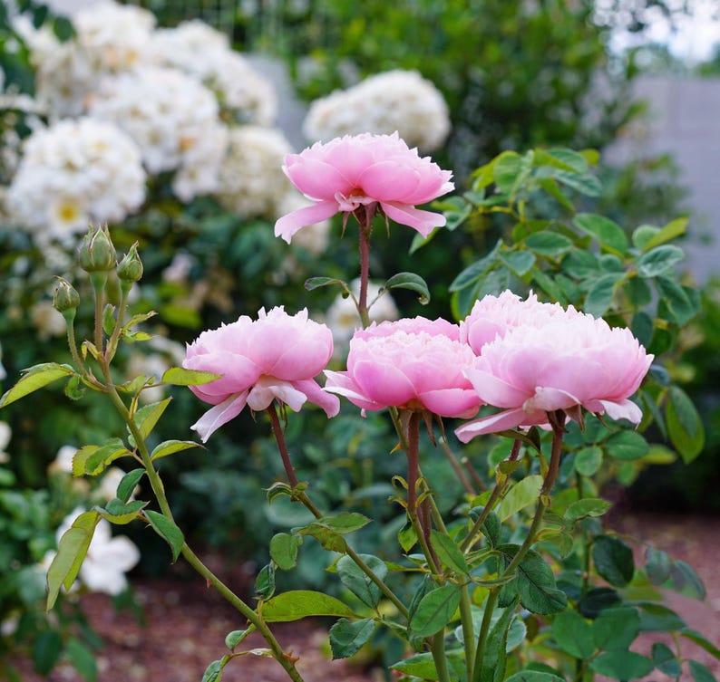 Beautiful Soft Pink Rose, Live Potted Plant With Healthy Own Roots F7 ...
