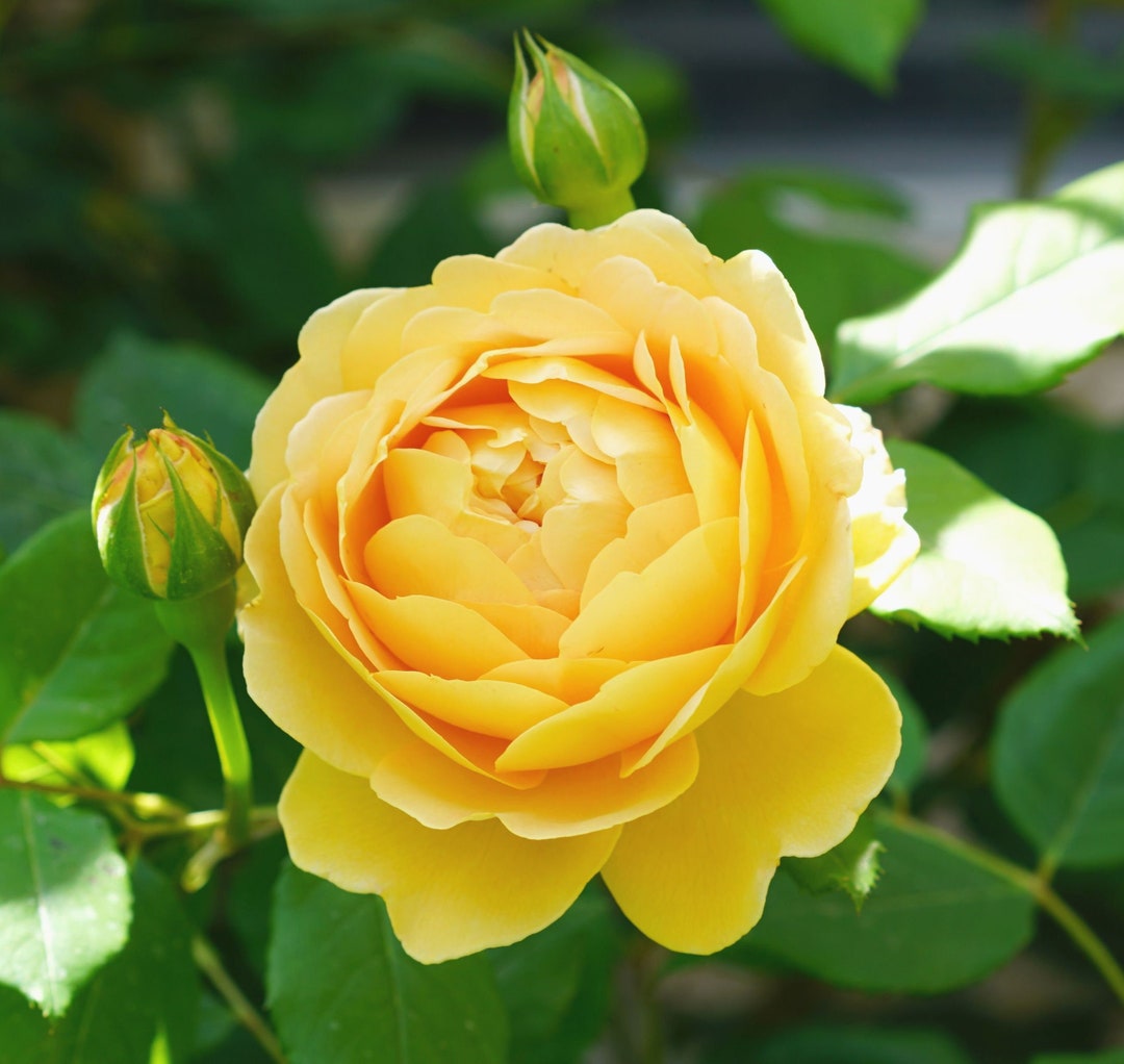 Very Fragrant and Beautiful Golden Color English Rose, Live Potted ...