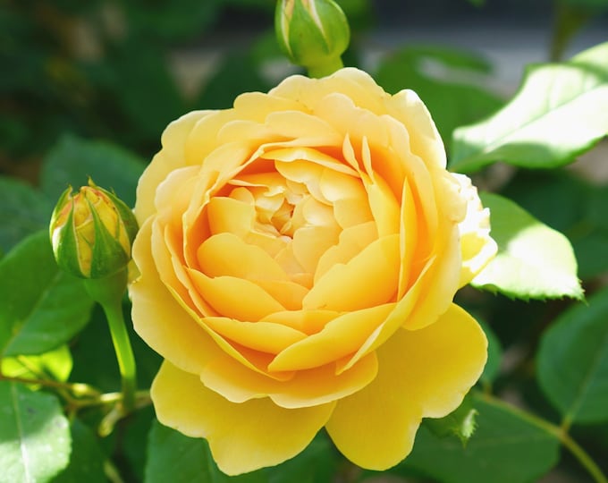Yellow Rose Radiant Perfume Grandiflora Long Stem Bare Root Strong ...