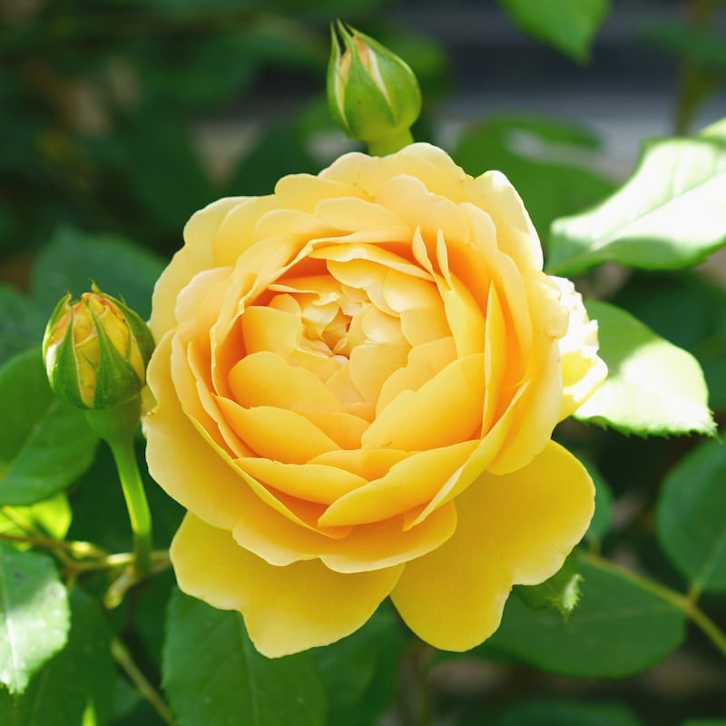 Very and Rose - Etsy