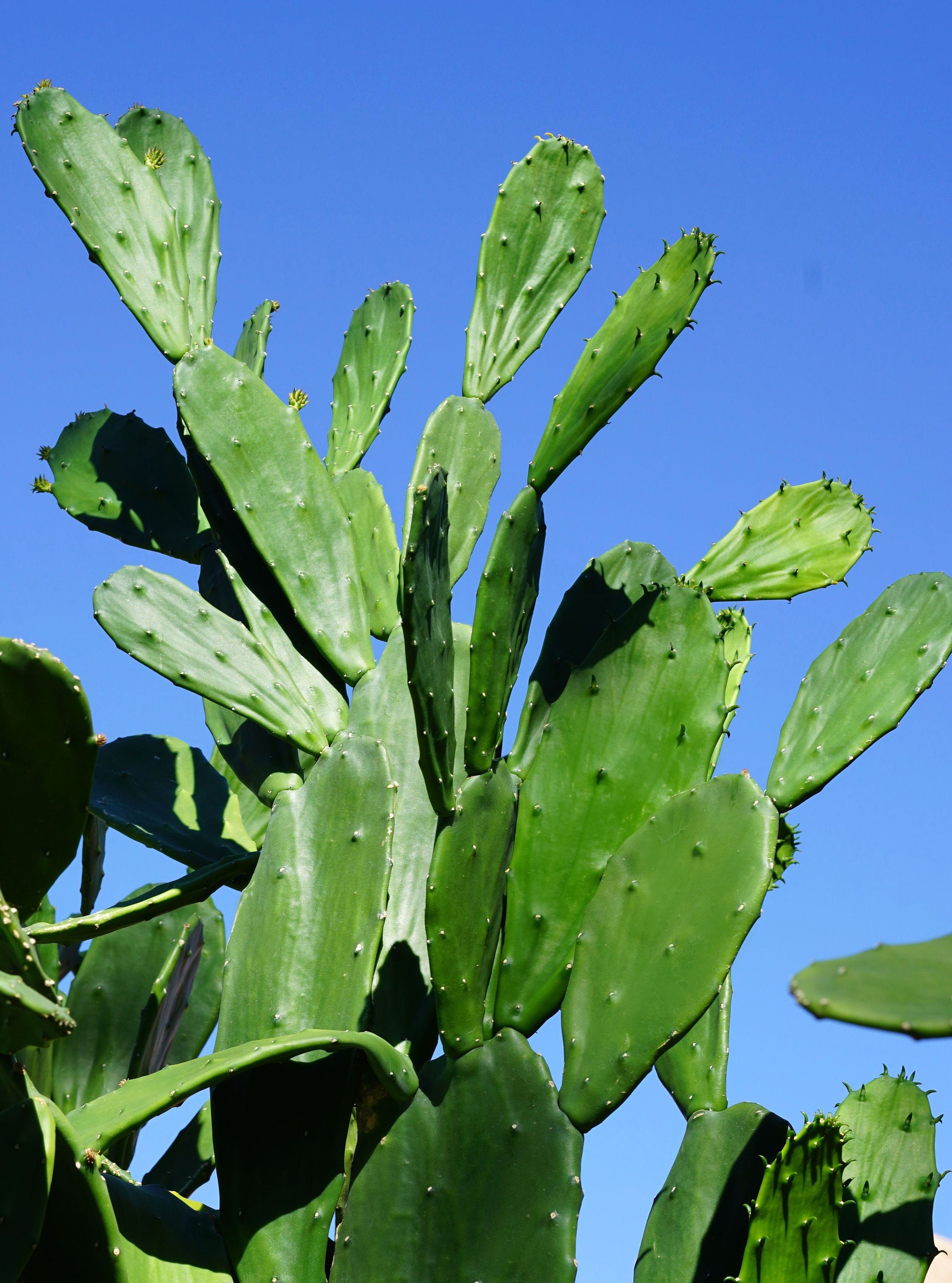 Jade Green Cactus mostly Thornless, Can Grow Like a Tree or a Bush - Etsy