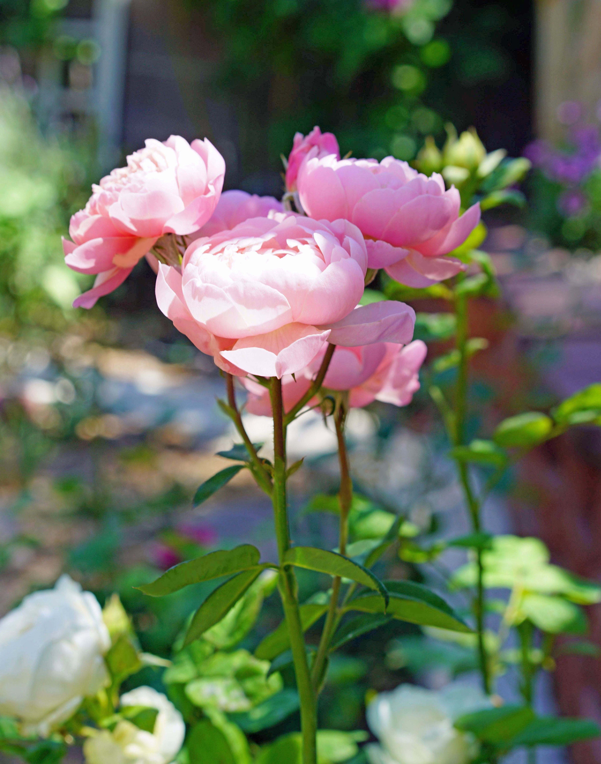 Beautiful Soft Pink Rose, Live Potted Plant With Healthy Own Roots - Etsy