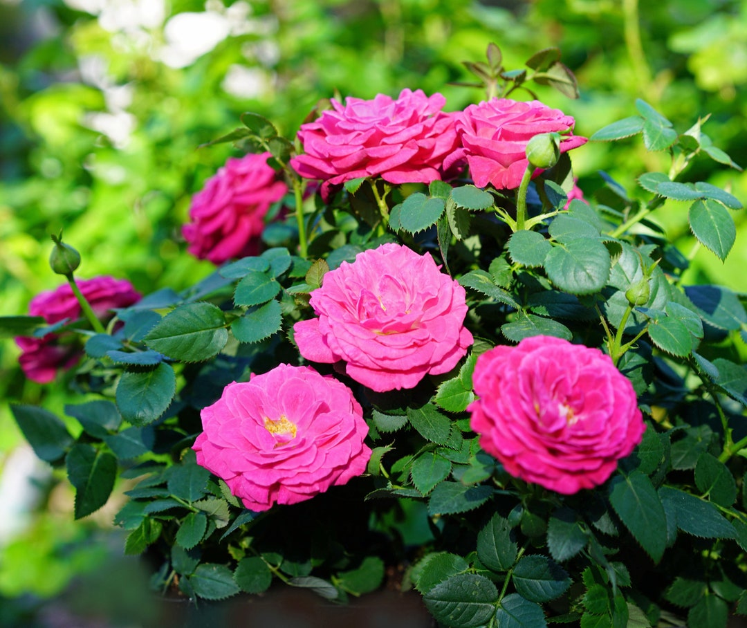 Rose Pink Mini Rose, Live Plant Potted, Healthy Own Root - Etsy