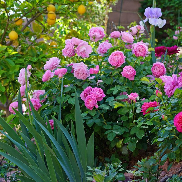 Rose Plants for Sale - Etsy