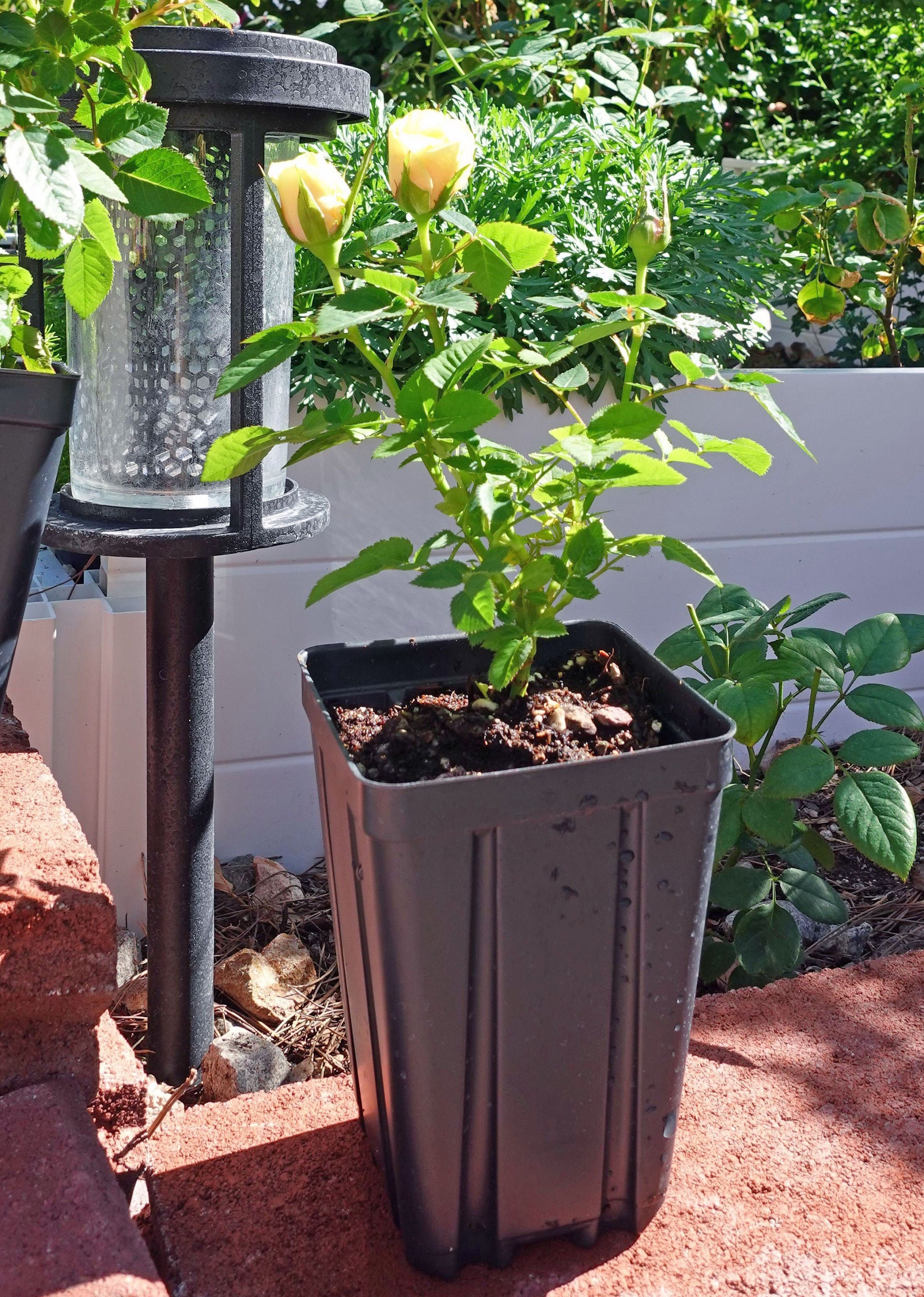 Beautiful Apricot Mini Rose, Live Plant Potted, Healthy Own Root - Etsy