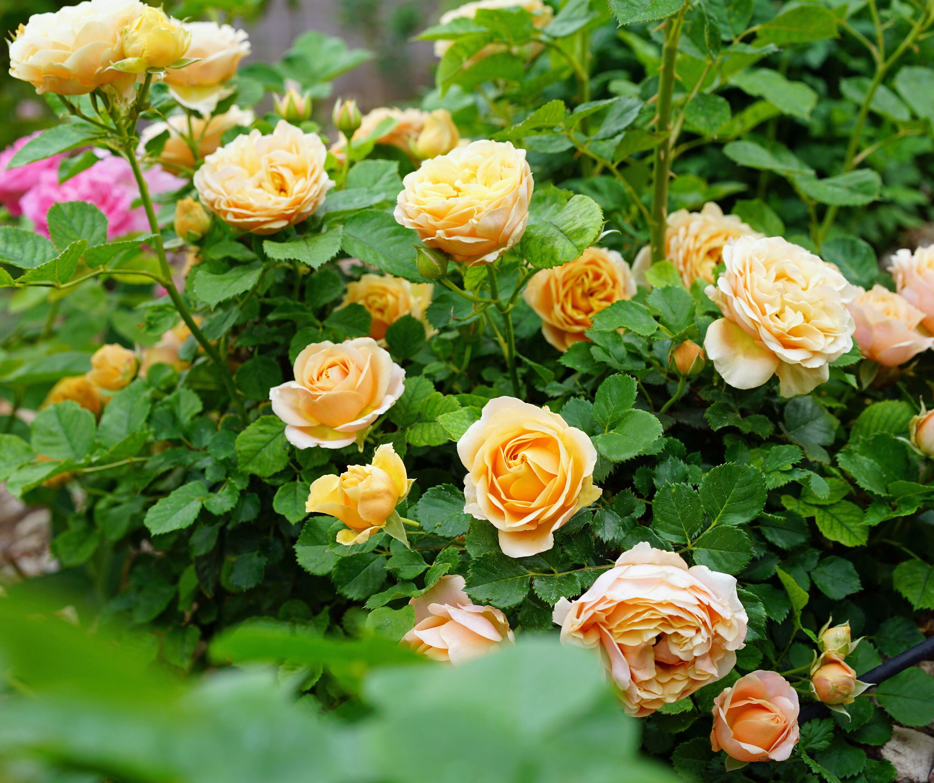 Beautiful Apricot Mini Rose, Live Plant Potted, Healthy Own Root - Etsy