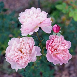 Beautiful Soft Pink Rose, Live Potted Plant With Healthy Own Roots - Etsy