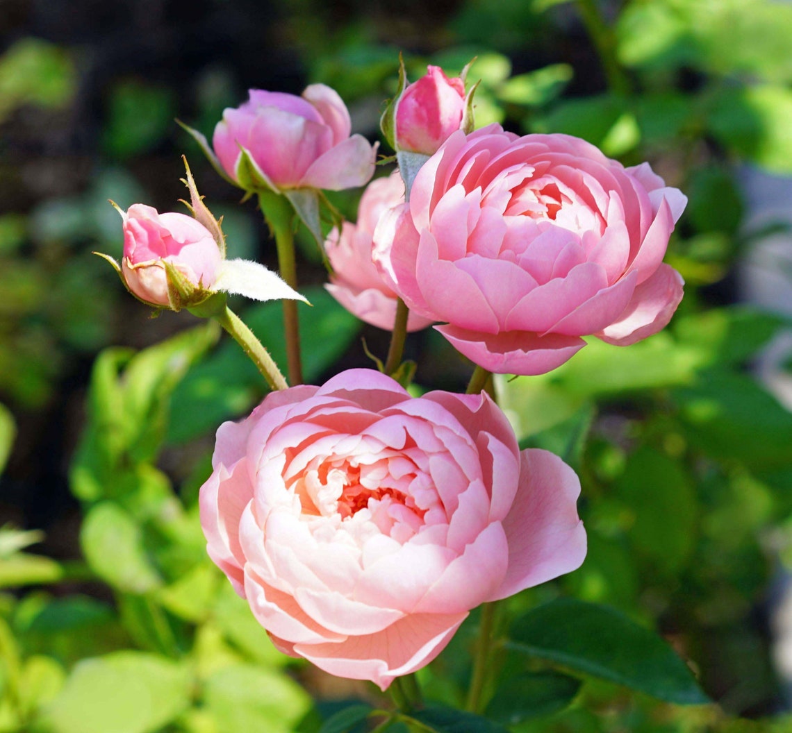Beautiful Soft Pink Rose, Live Potted Plant With Healthy Own Roots F7 ...