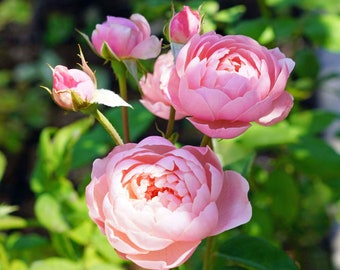 Beautiful Thornless Climbing Rose With Strong Warm Fragrance, Live ...