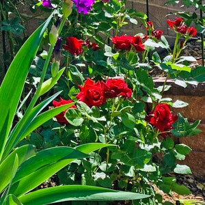 Red Mini Rose, Live Plant Potted, Healthy Own Root - Etsy
