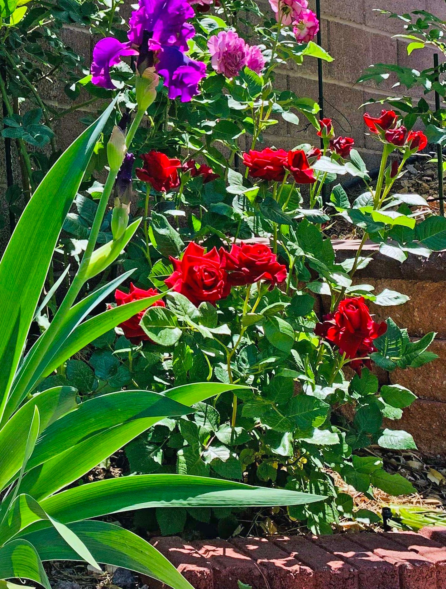 Red Mini Rose, Live Plant Potted, Healthy Own Root - Etsy