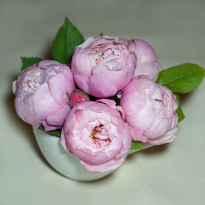 Beautiful Soft Pink Rose, Live Potted Plant With Healthy Own Roots F7 ...