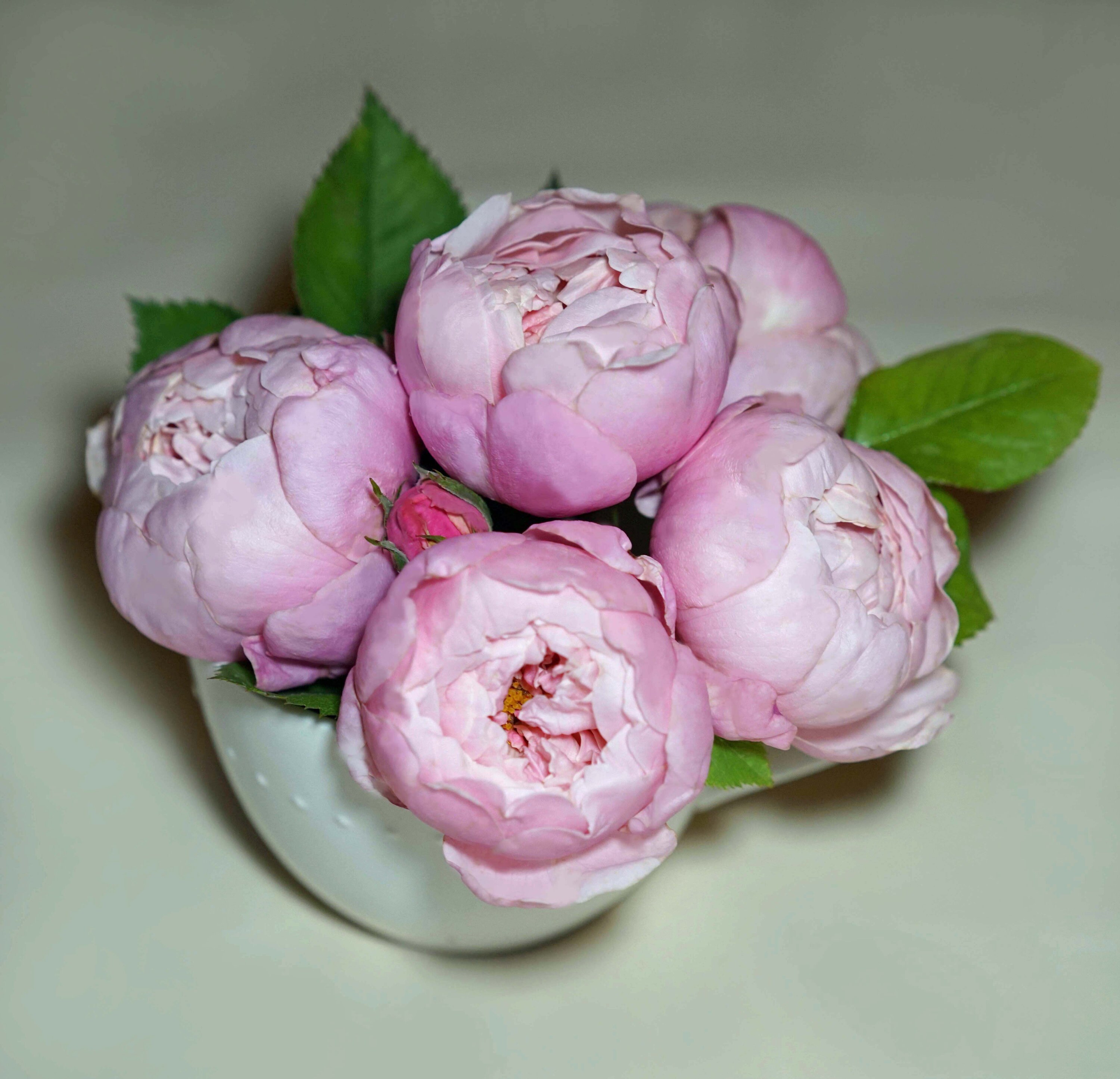 Beautiful Soft Pink Rose, Live Potted Plant With Healthy Own Roots F7 ...