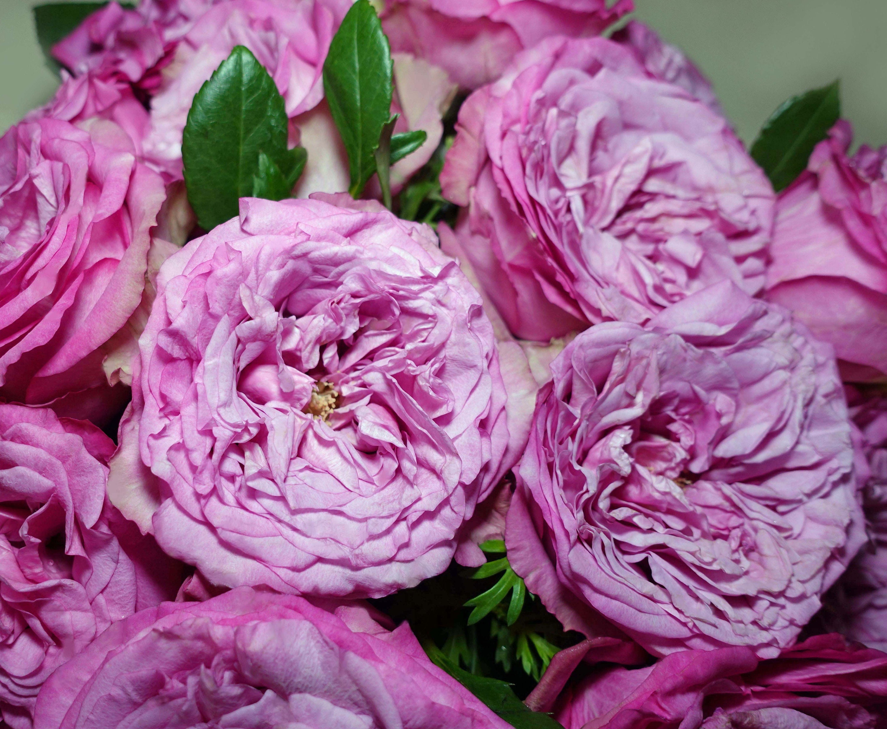 Beautiful Rare Purple Crown Rose, Live Potted Plant With Healthy Own ...