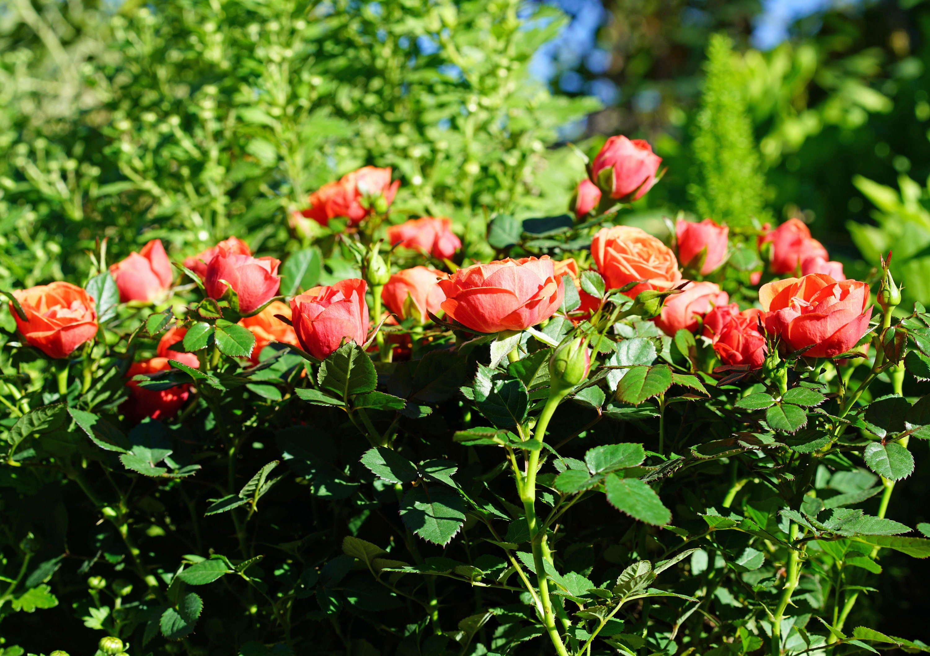 Lovely Orange Mini Rose, Live Plant Potted, Healthy Own Root - Etsy