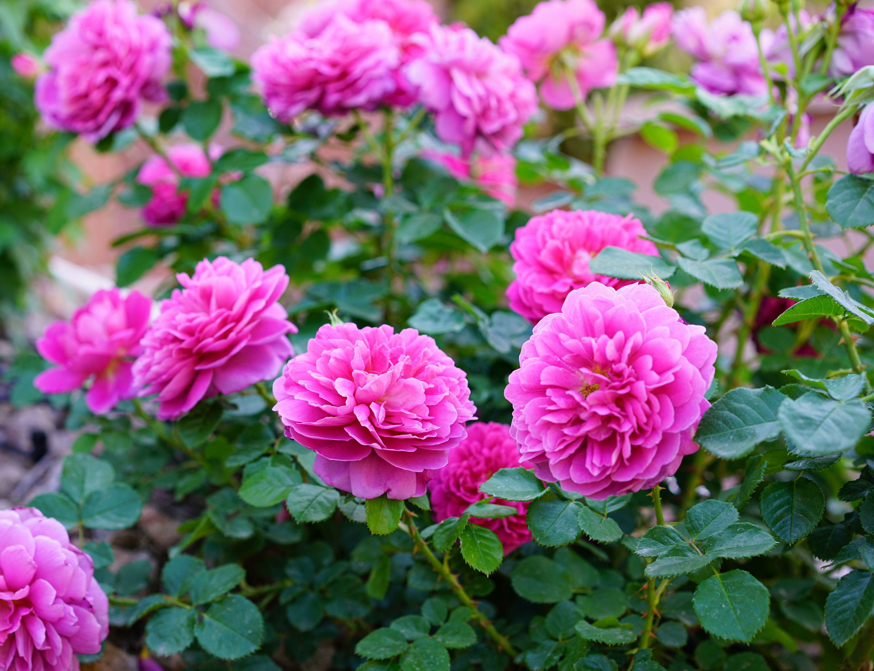 Very Fragrant Bright Purple-pink English Rose, Live Potted Plant With ...