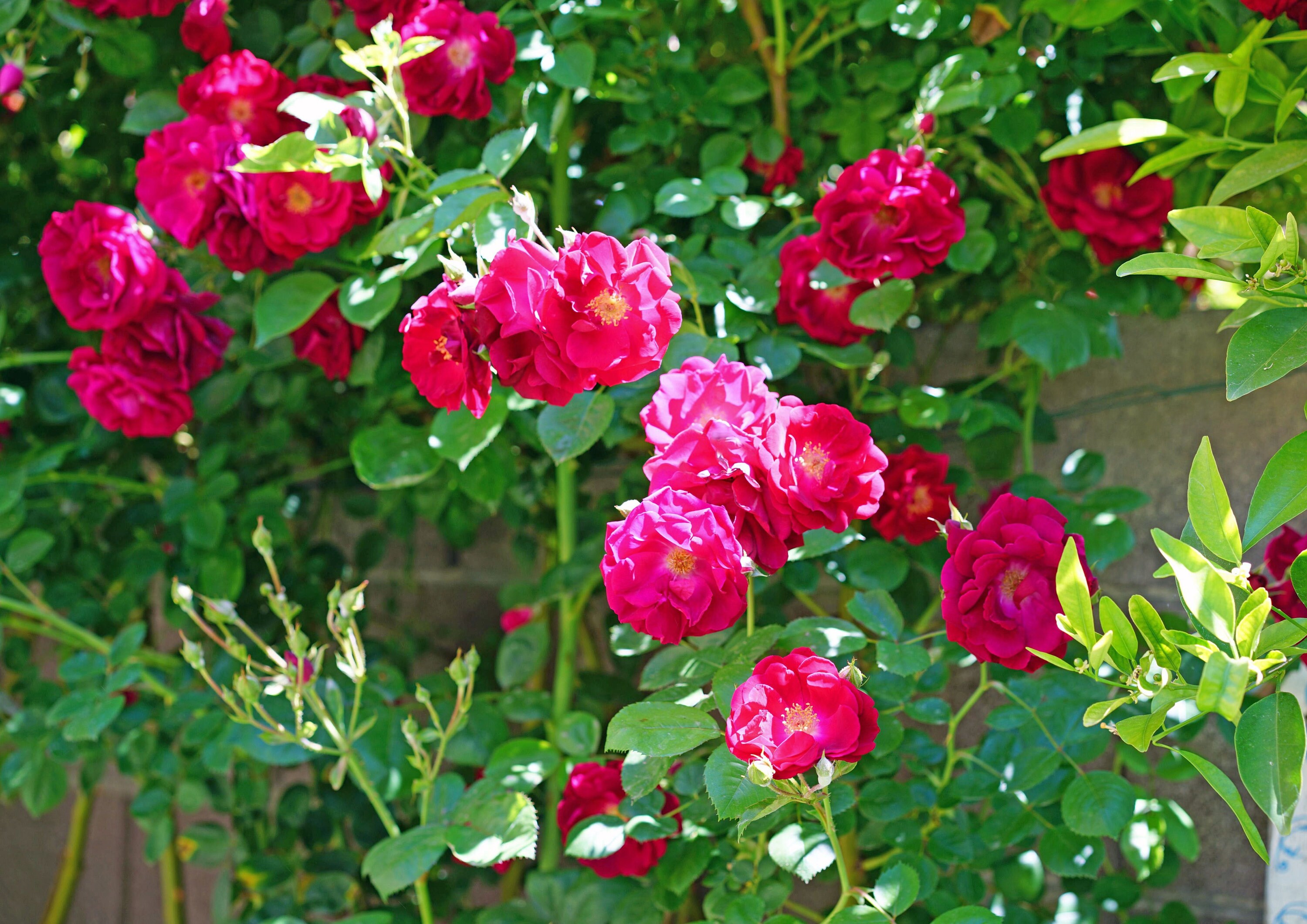 Lovely Purple Red Climbing Rose, Live Potted With Healthy Roots, Can ...