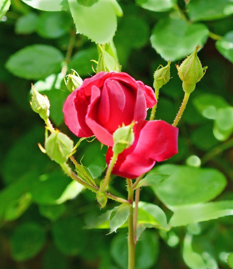Lovely Purple Red Climbing Rose, Live Potted With Healthy Roots, Can ...