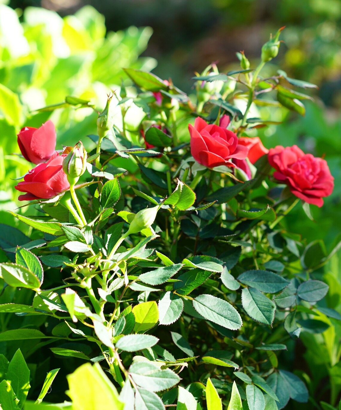 Red Mini Rose, Live Plant Potted, Healthy Own Root - Etsy