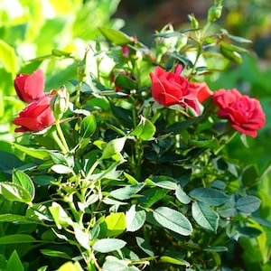 Red Mini Rose, Live Plant Potted, Healthy Own Root - Etsy