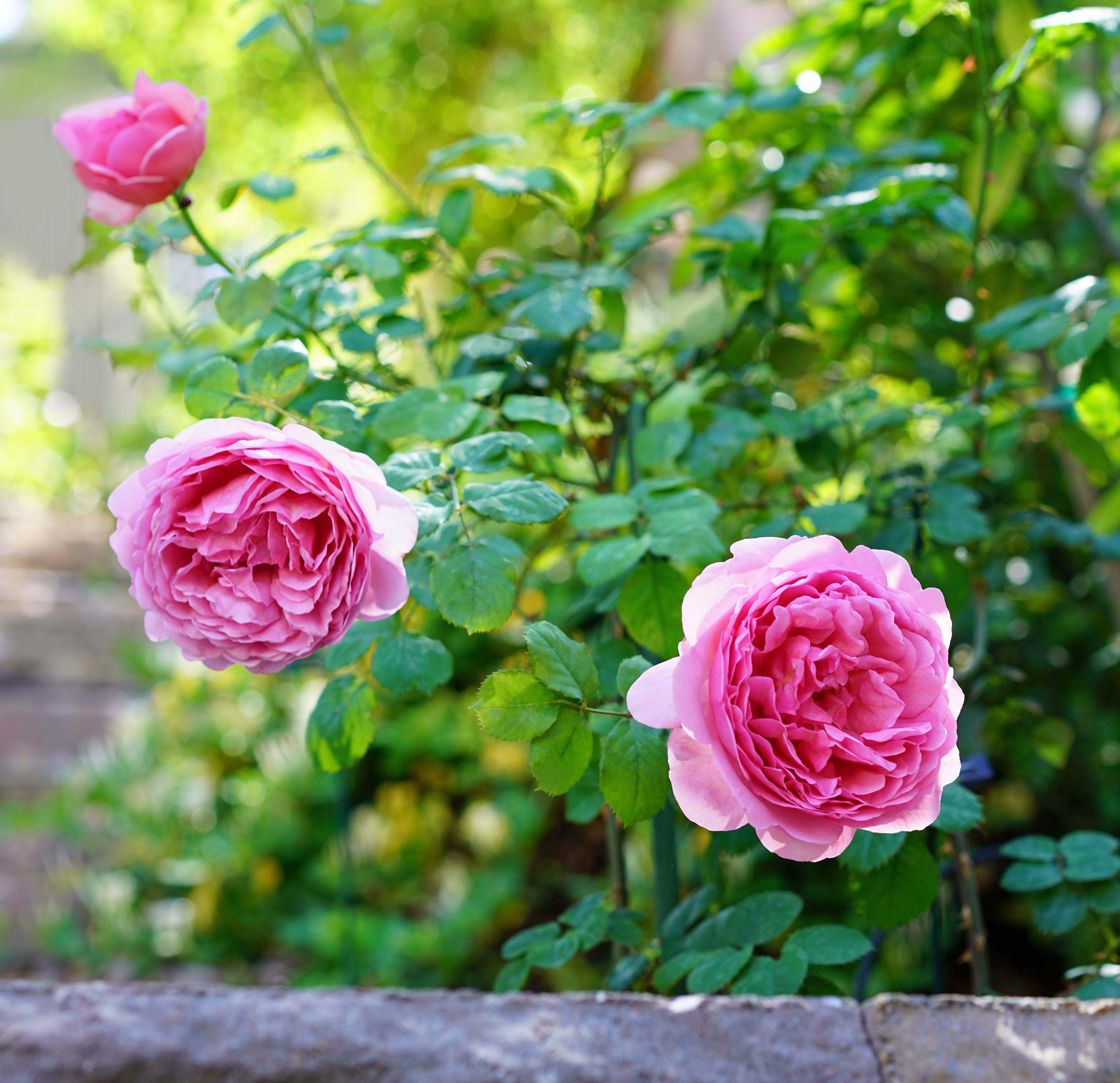 Beautiful, Very Fragrant Bright Pink English Rose, Live Potted Plant ...