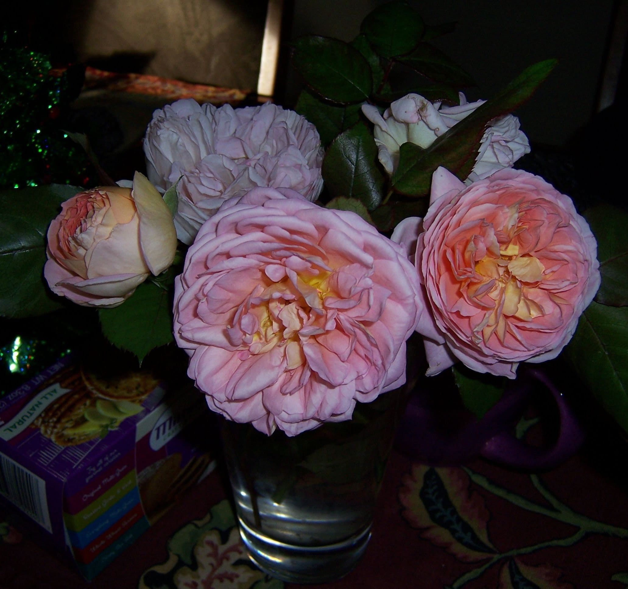 Beautiful Apricot Color With Very Fragrant Rose, Live Potted Plant With ...