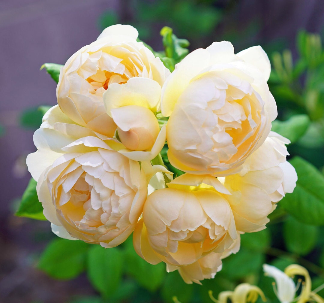 Beautiful Thornless Climbing Rose With Strong Warm Fragrance, Live ...