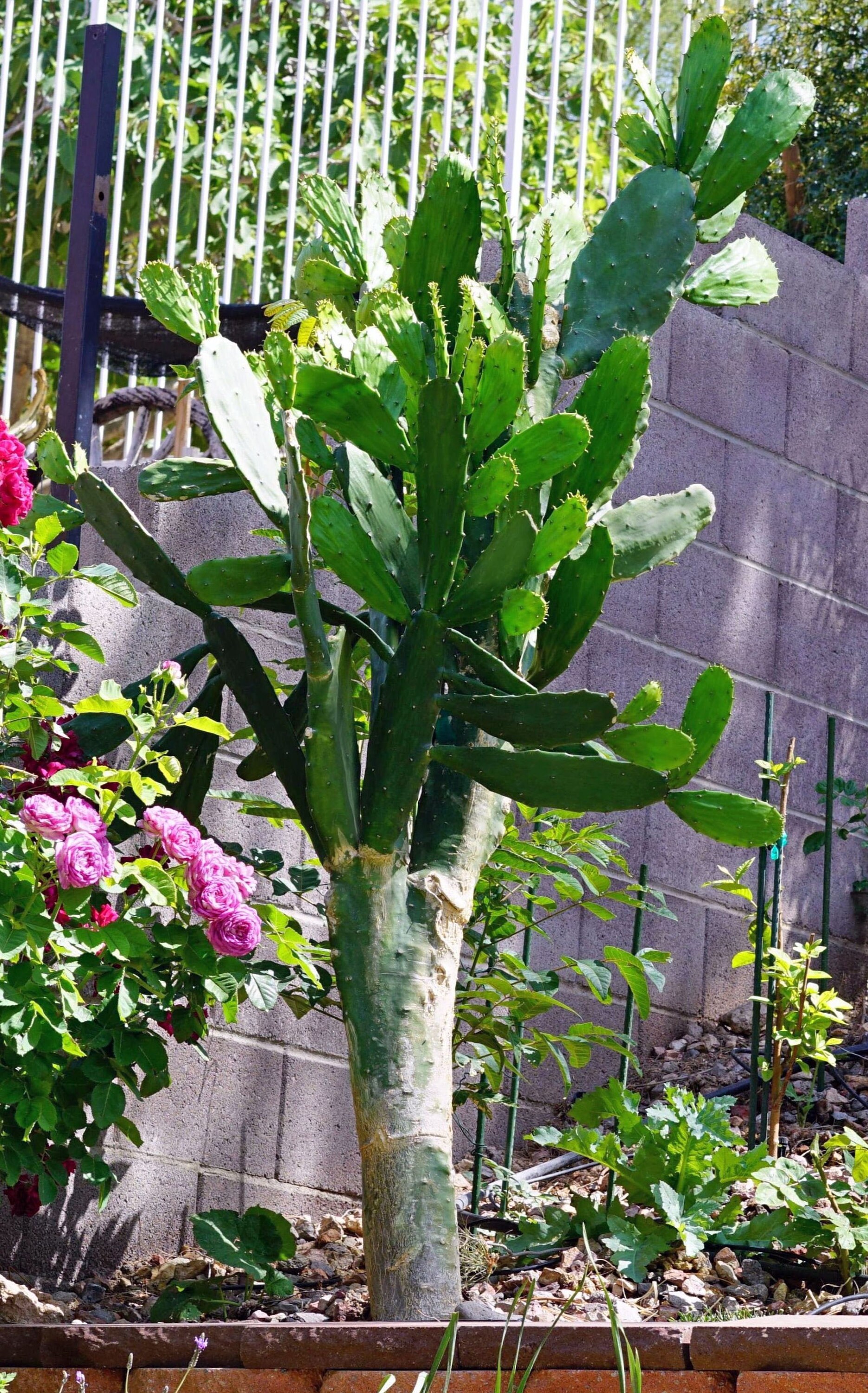 Jade Green Cactus mostly Thornless, Can Grow Like a Tree or a Bush - Etsy