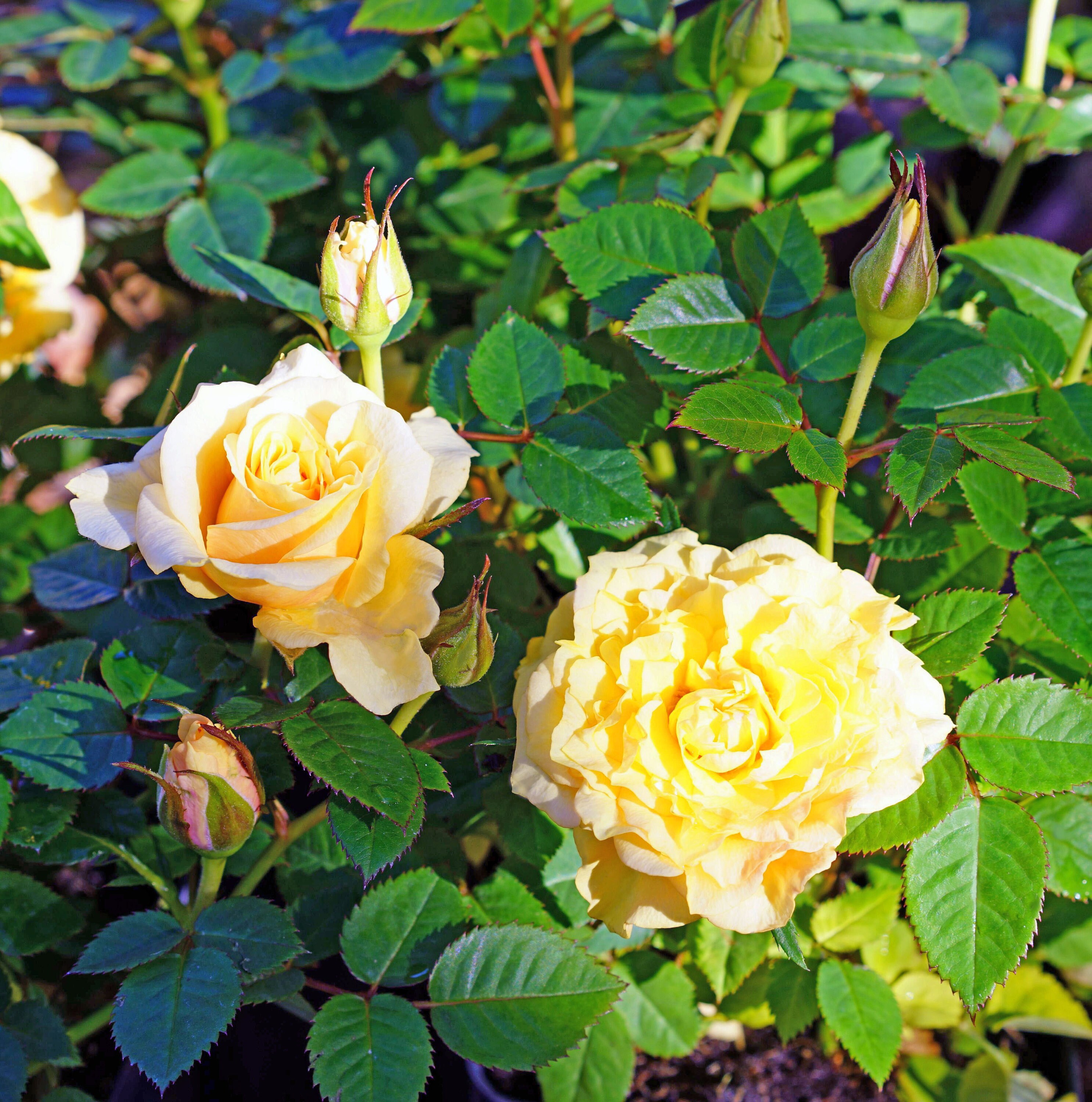 Beautiful Apricot Mini Rose, Live Plant Potted, Healthy Own Root - Etsy
