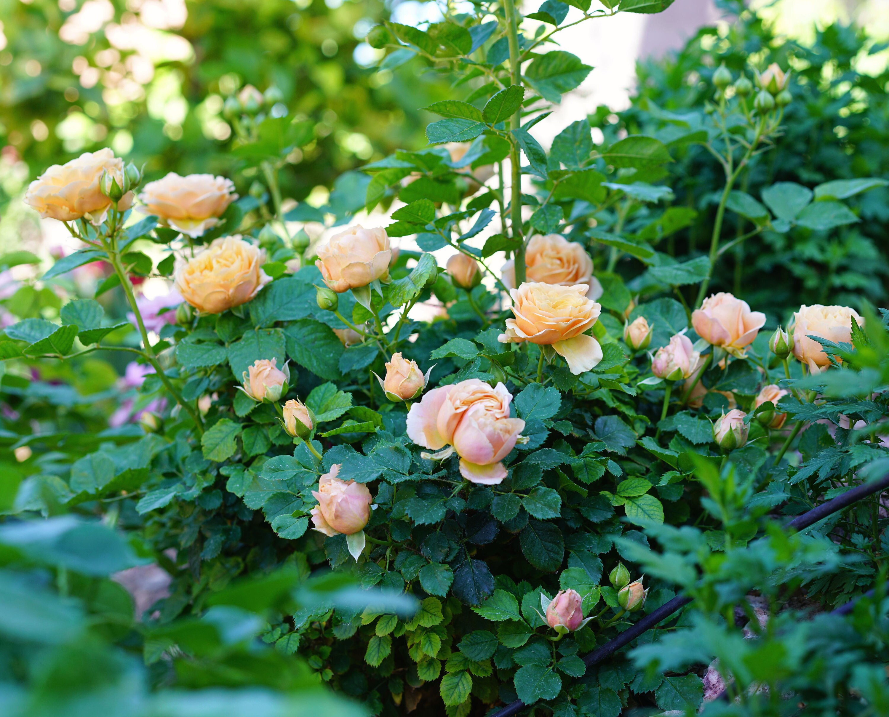 Mini Rose Live Plant Potted Yellow - Etsy
