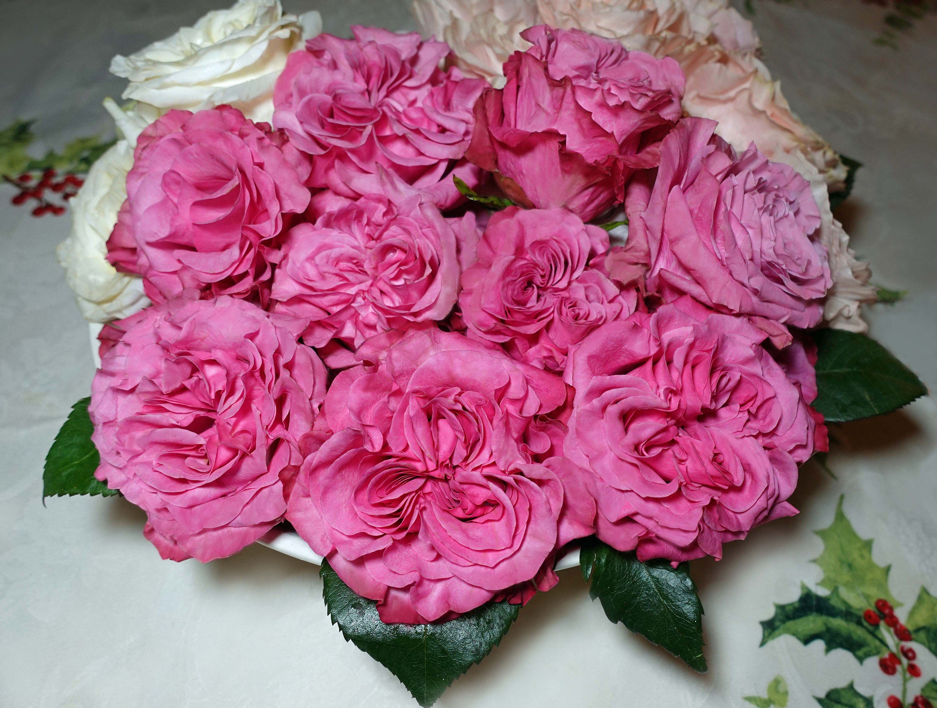 Beautiful Rare Blue Pink Rose, Live Potted Plant With Healthy Own Roots ...