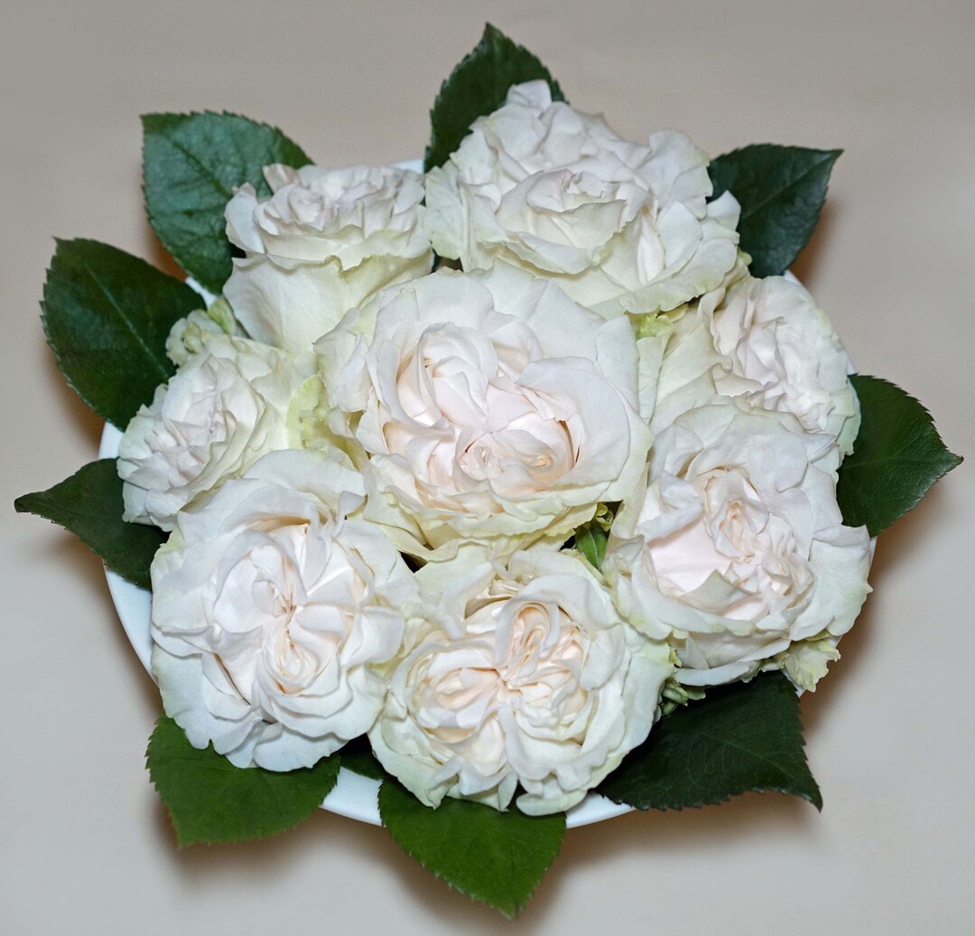 Beautiful White Cotton Rose, Live Potted Plant With Healthy Own Roots ...