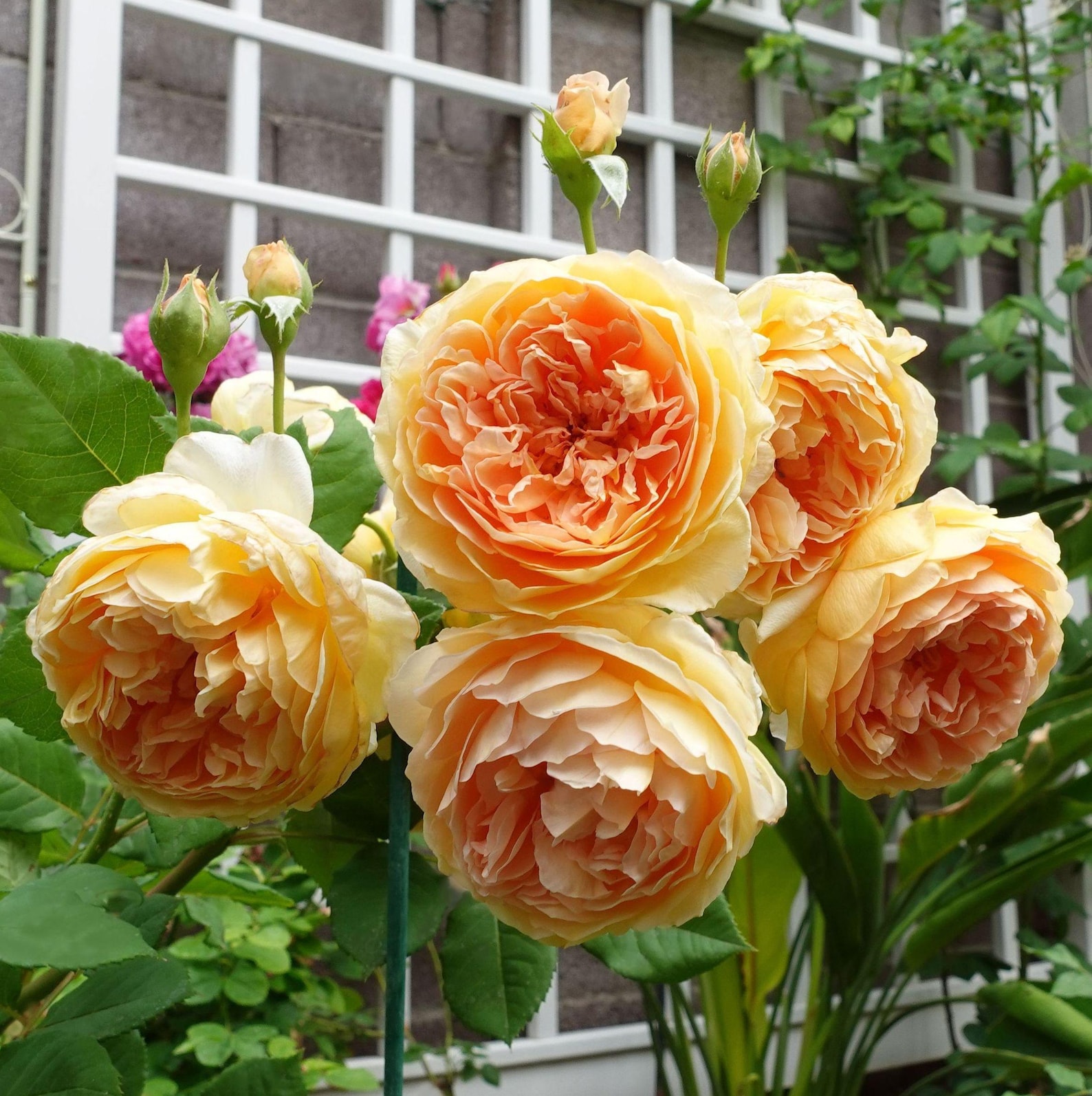 Beautiful Apricot-orange Color With Very Fragrant English Rose, Live ...