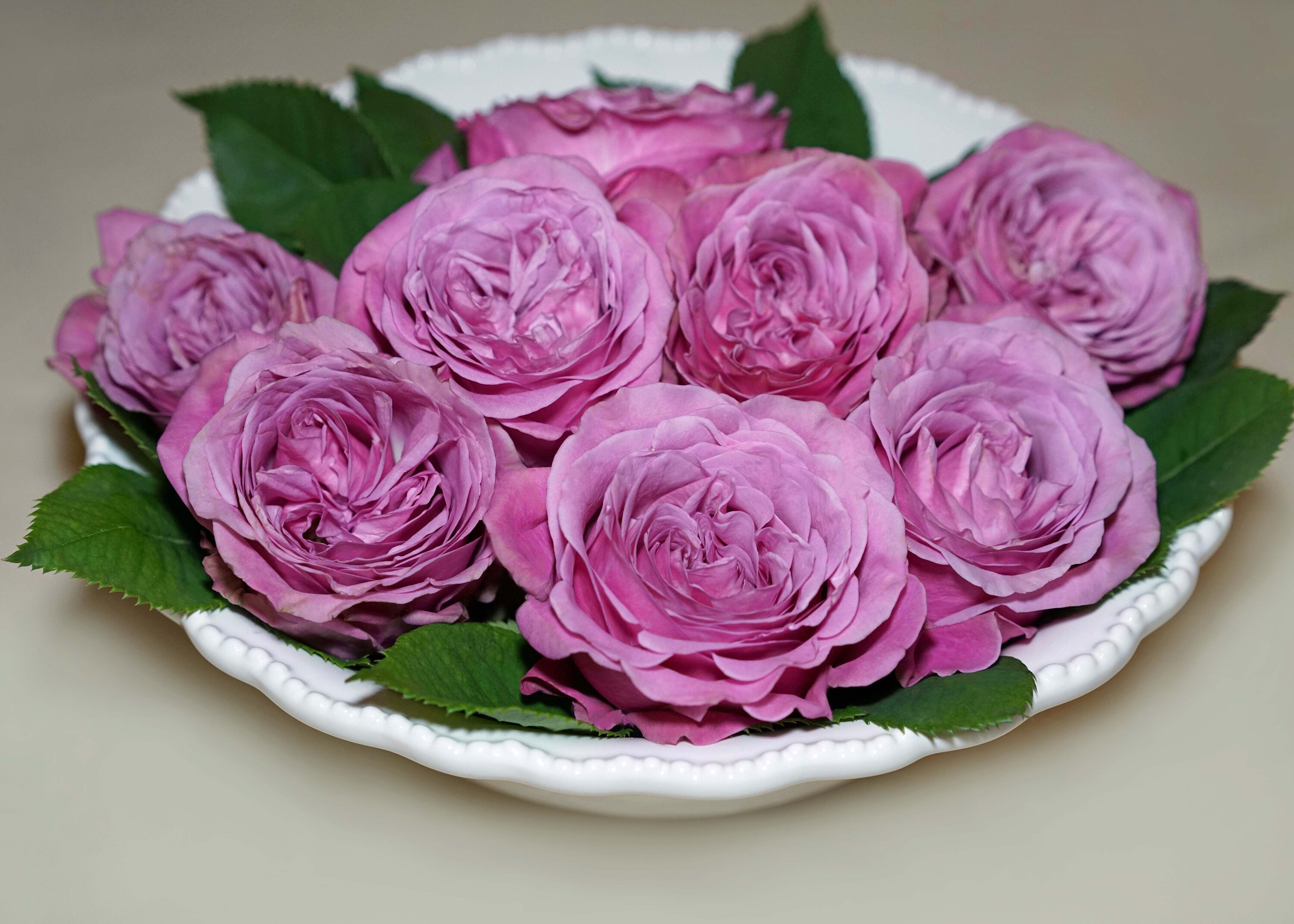 Beautiful Rare Purple Crown Rose, Live Potted Plant With Healthy Own ...