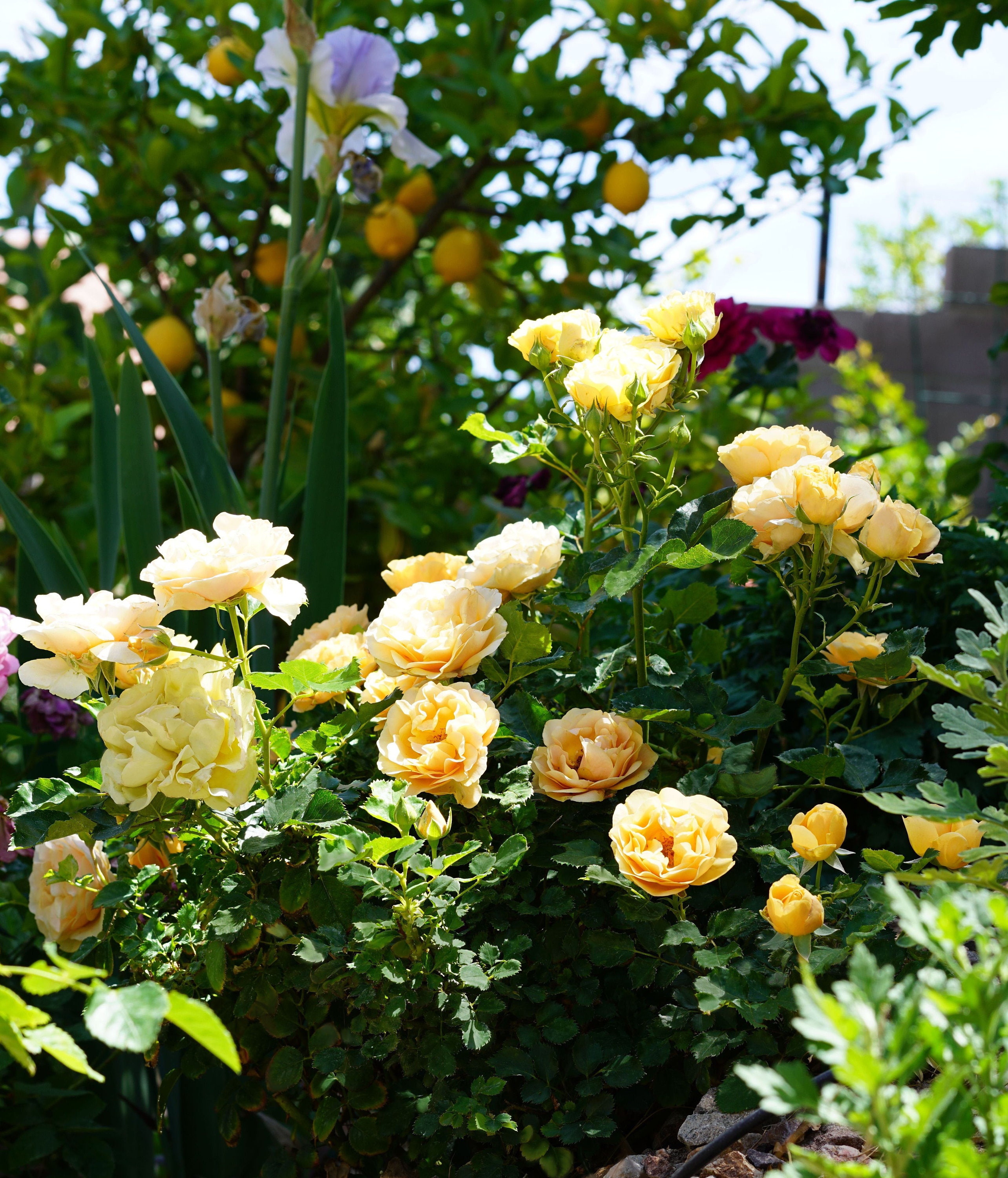 Beautiful Apricot Mini Rose, Live Plant Potted, Healthy Own Root - Etsy