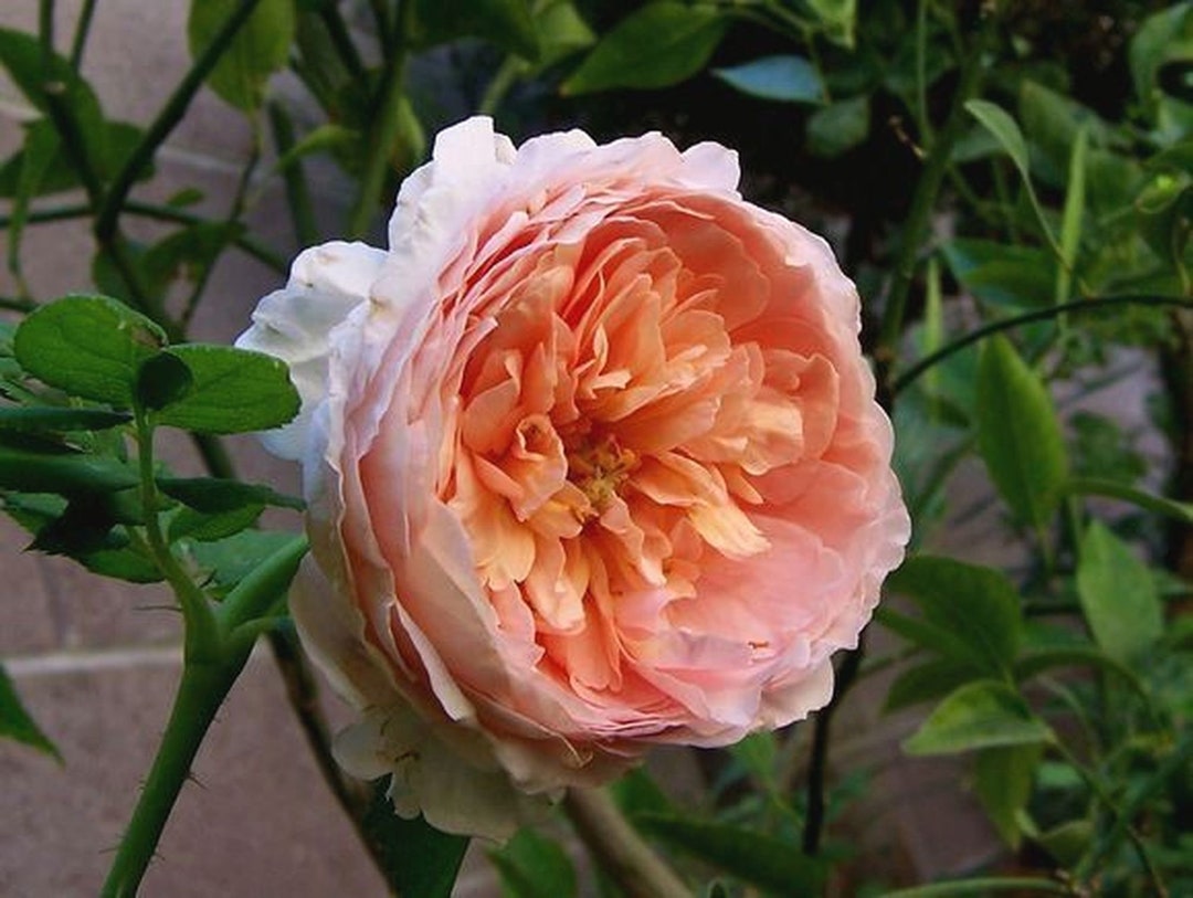 Beautiful Apricot Color With Very Fragrant Rose, Live Potted Plant With ...