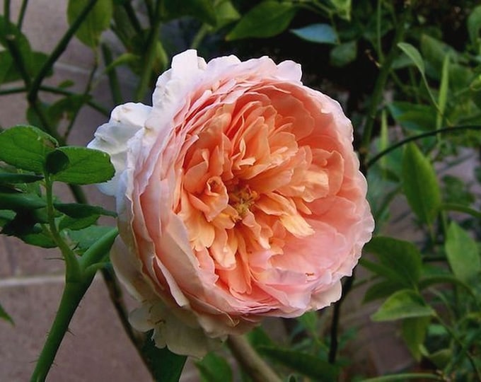 Beautiful Apricot Color With Very Fragrant Rose, Live Potted Plant With ...