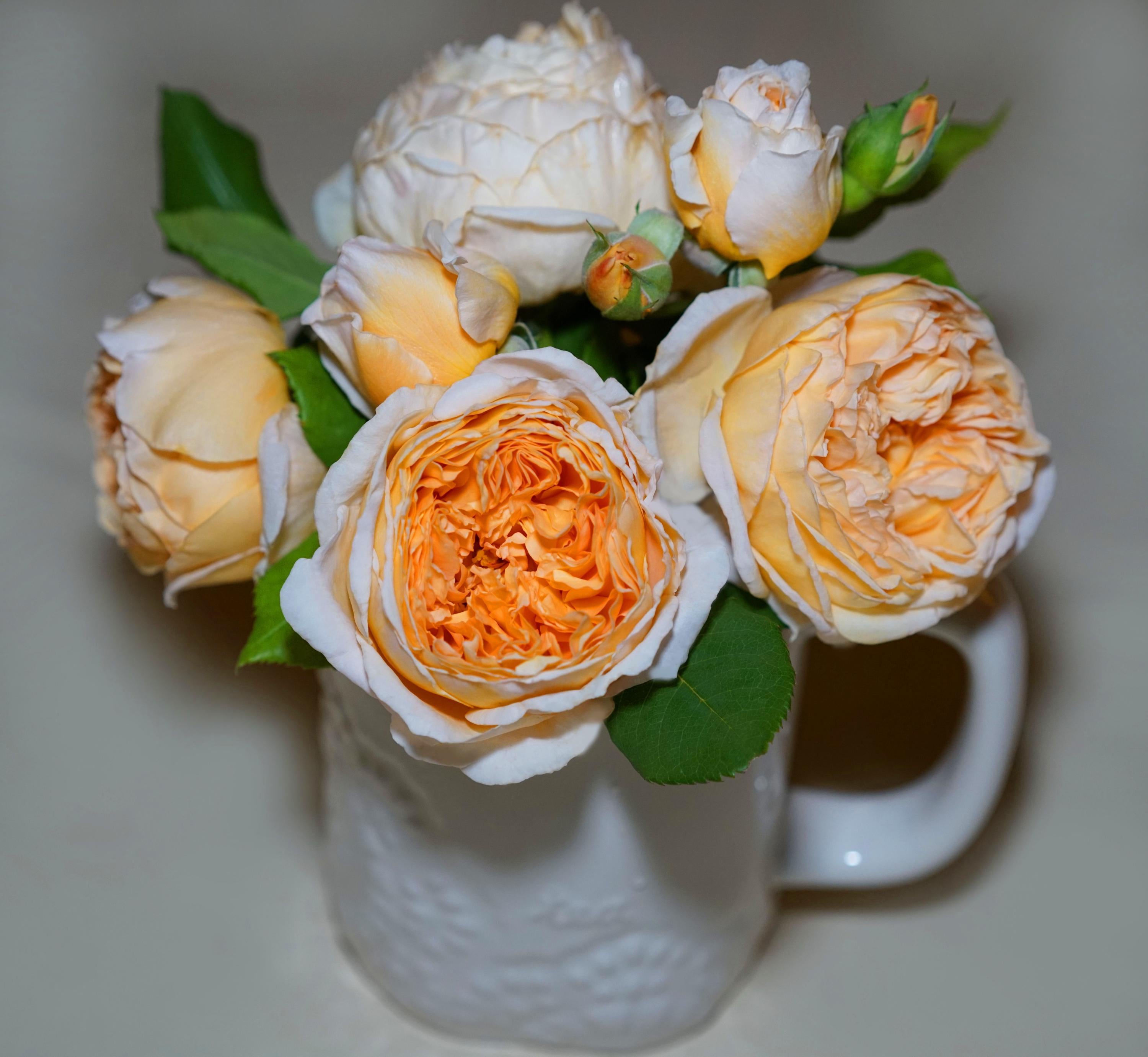 Beautiful Apricot-orange Color With Very Fragrant English Rose, Live ...