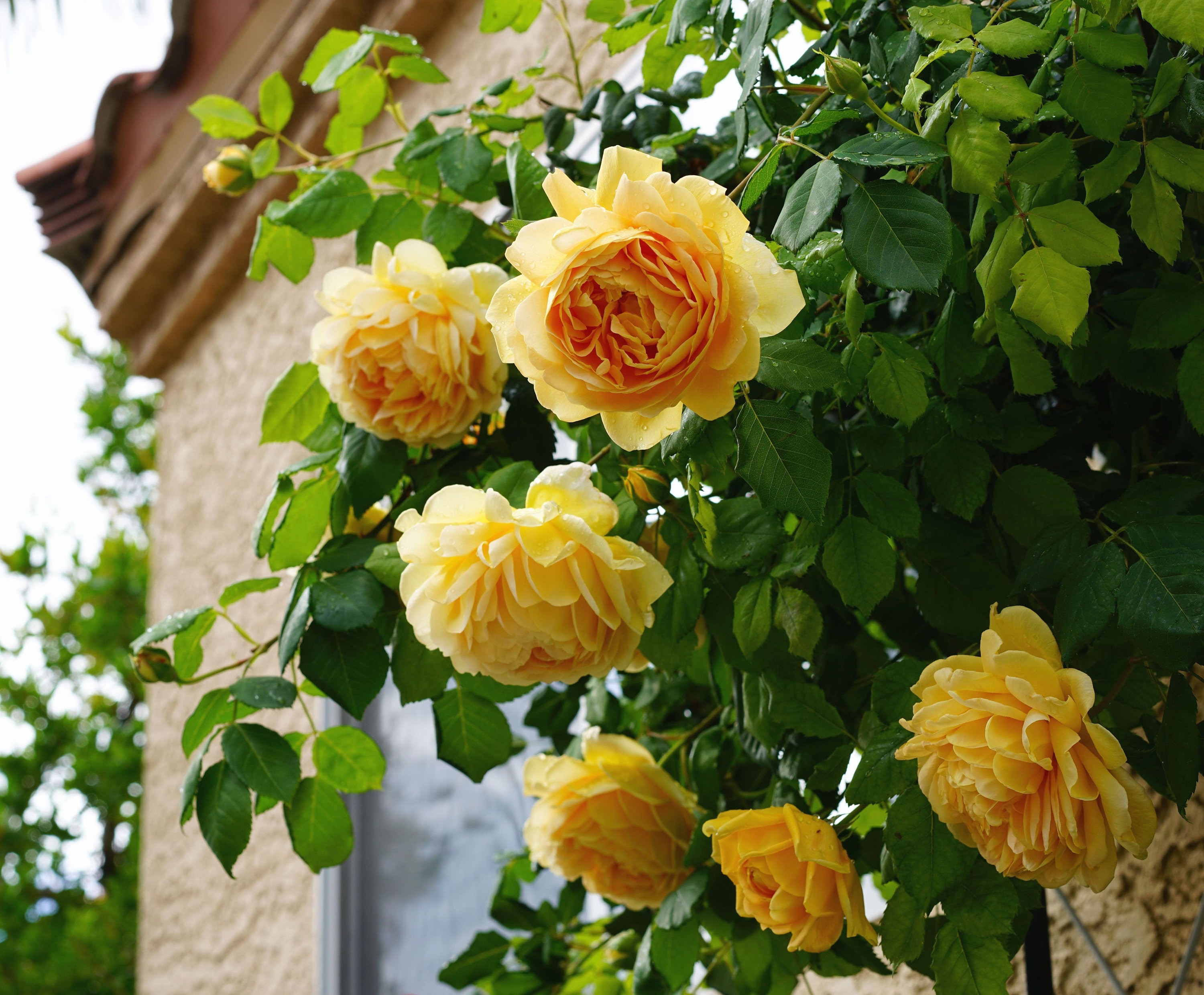 Very Fragrant and Beautiful Golden Color English Rose, Live Potted ...