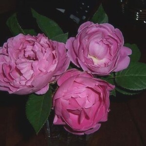Beautiful Pink Old English Rose, Live Potted Plant With Healthy Own ...