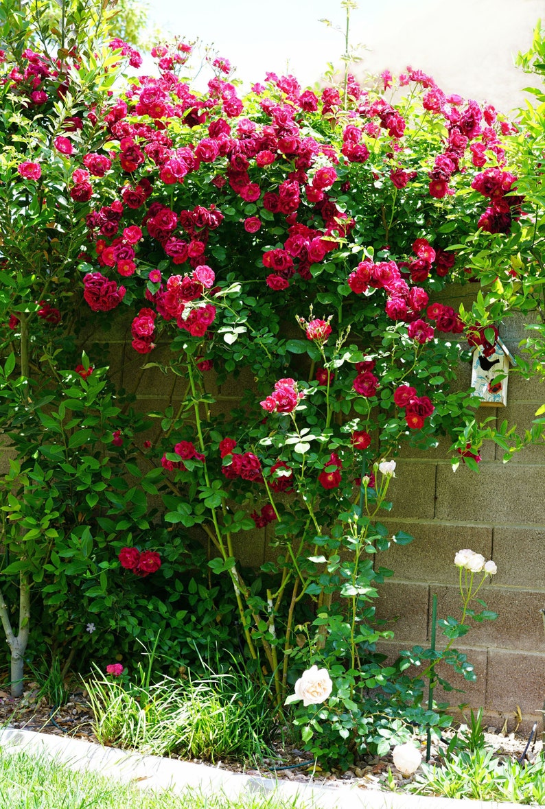 Lovely Purple Red Climbing Rose, Live Potted With Healthy Roots, Can ...