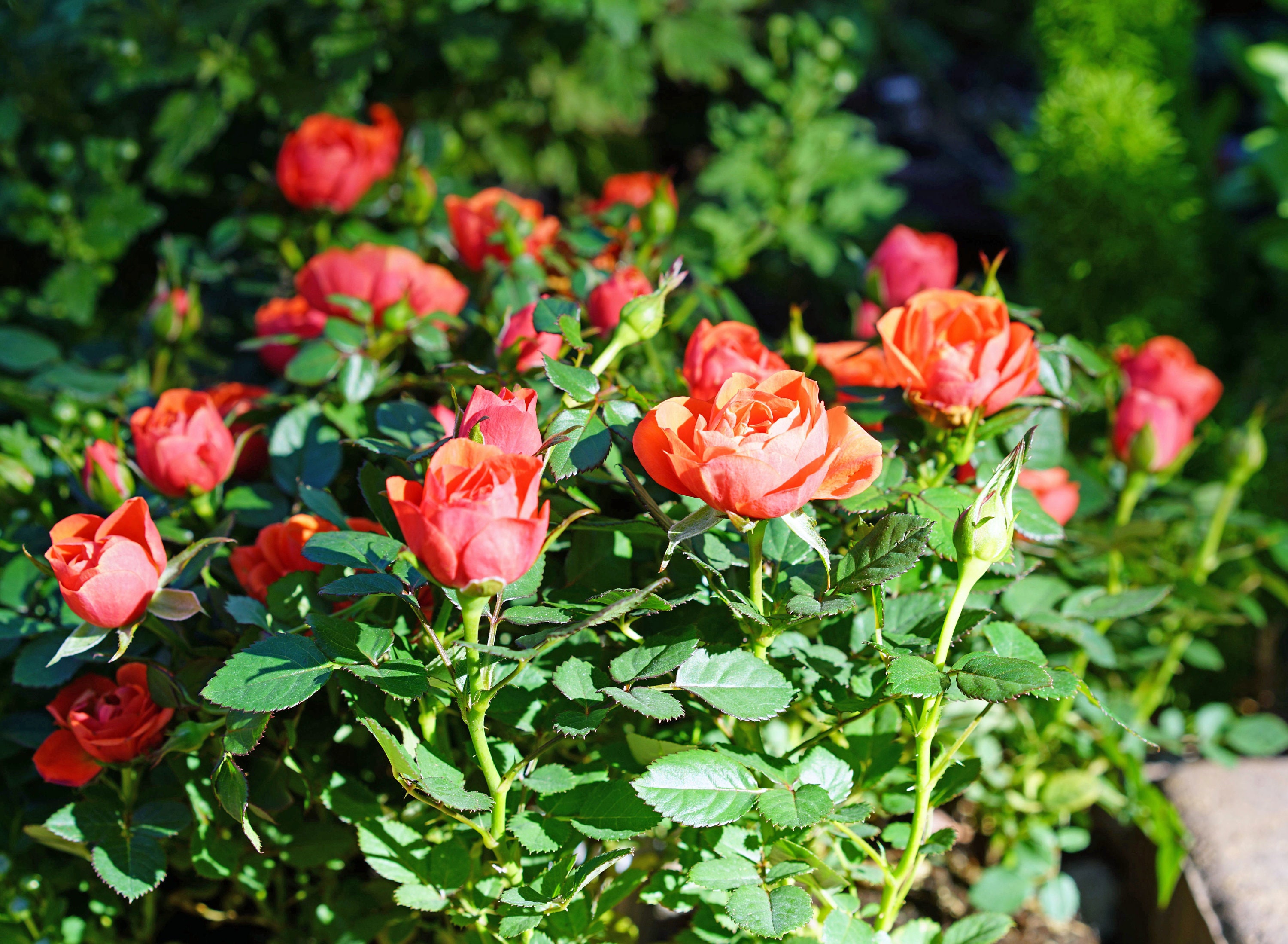 Lovely Orange Mini Rose, Live Plant Potted, Healthy Own Root - Etsy