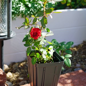 Red Mini Rose, Live Plant Potted, Healthy Own Root - Etsy