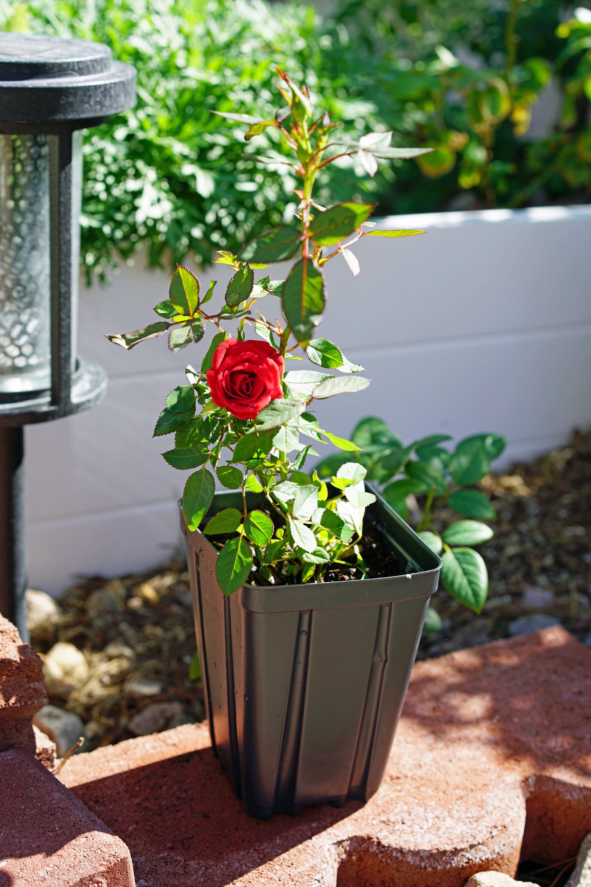 Red Mini Rose, Live Plant Potted, Healthy Own Root - Etsy